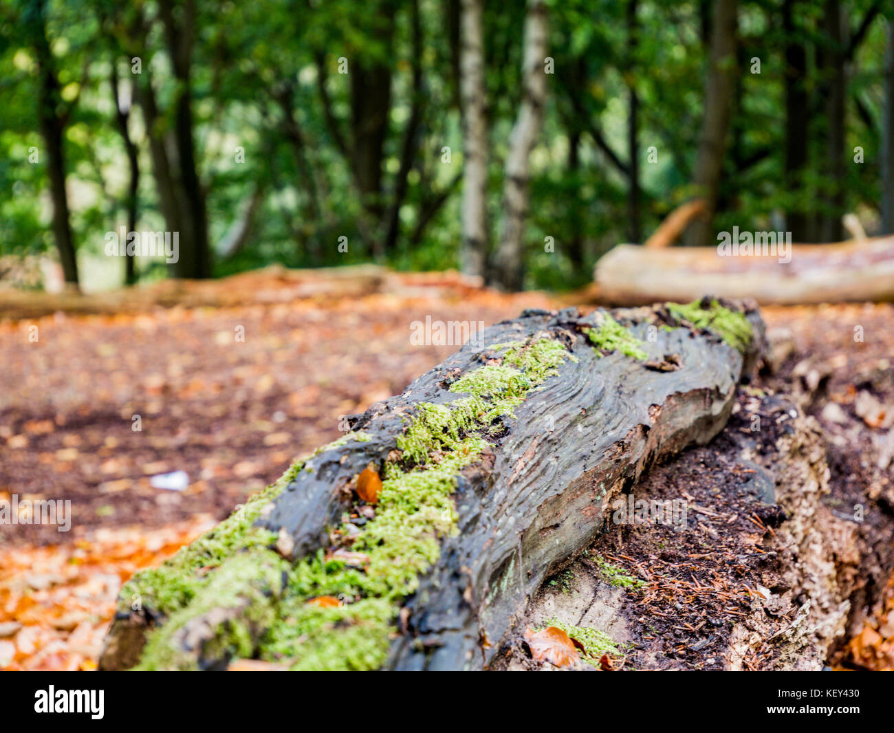 Rotting tree, Hothfield Common nature reserve, Ashford, Kent Stock ...