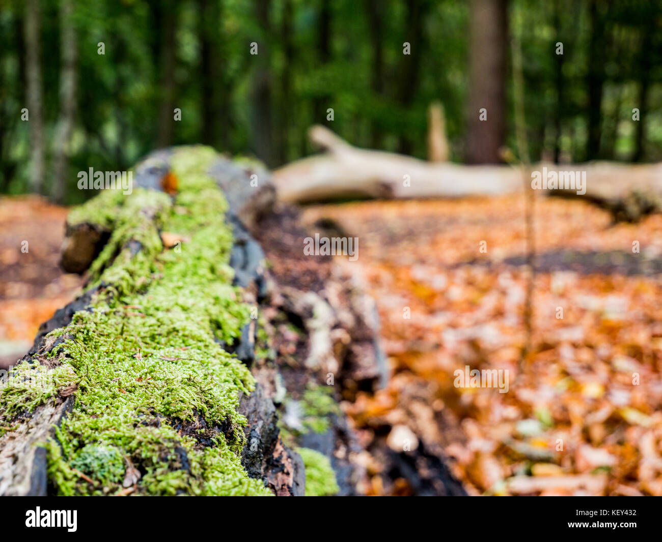 Hothfield common nature reserve hi-res stock photography and images - Alamy