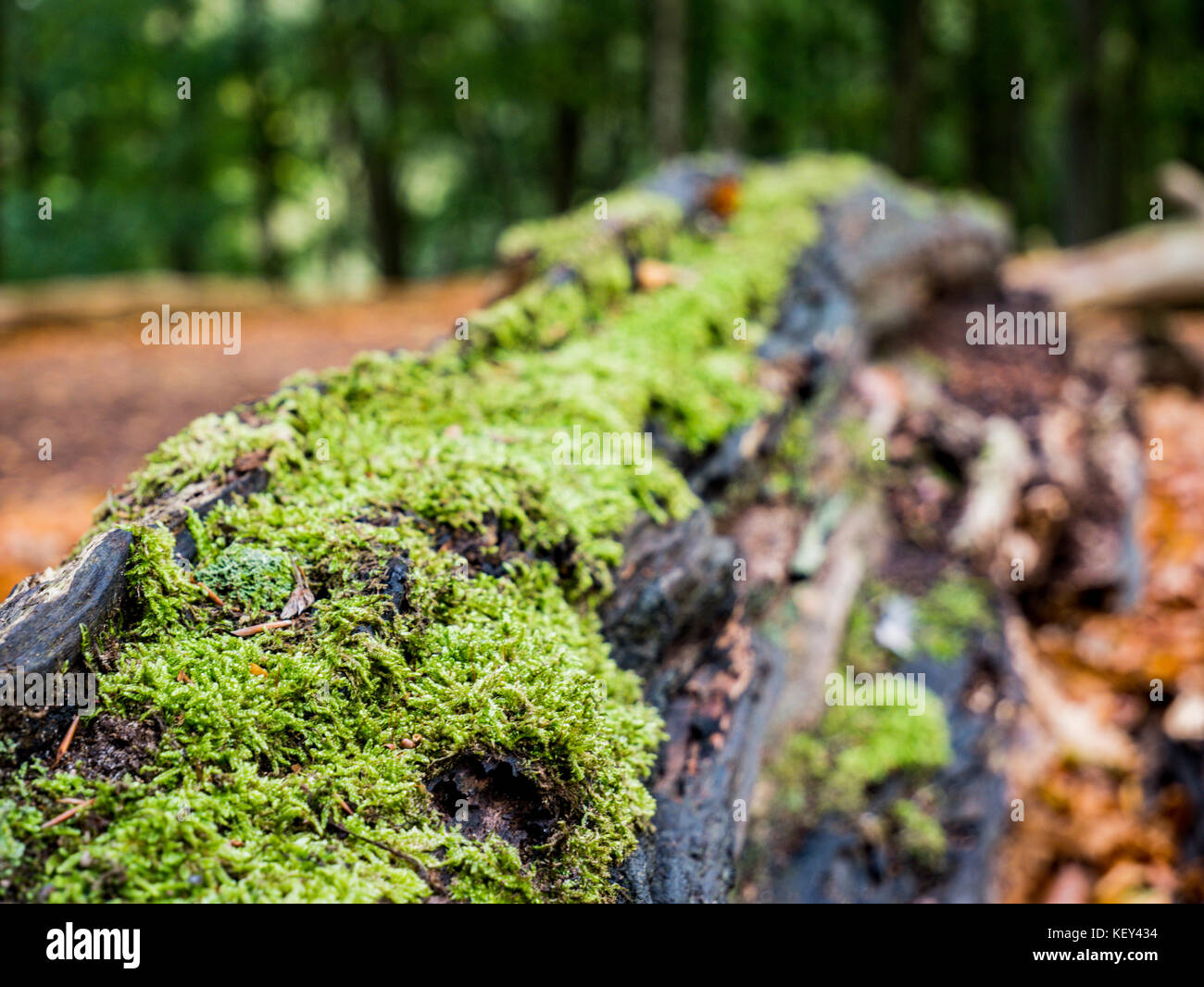 Rotting tree, Hothfield Common nature reserve, Ashford, Kent Stock ...