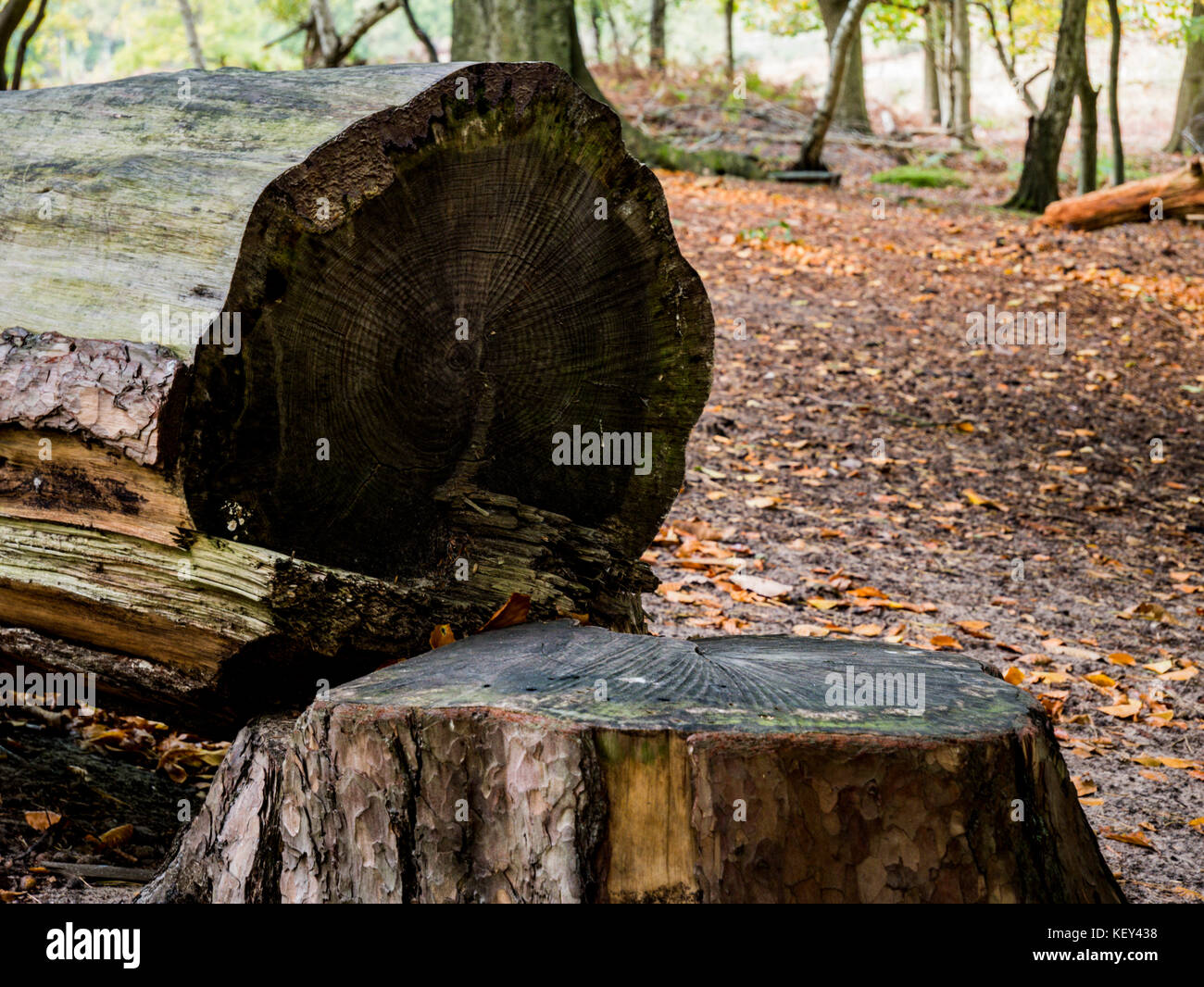Fell tree, Hothfield Common nature reserve, Ashford, Kent Stock Photo ...
