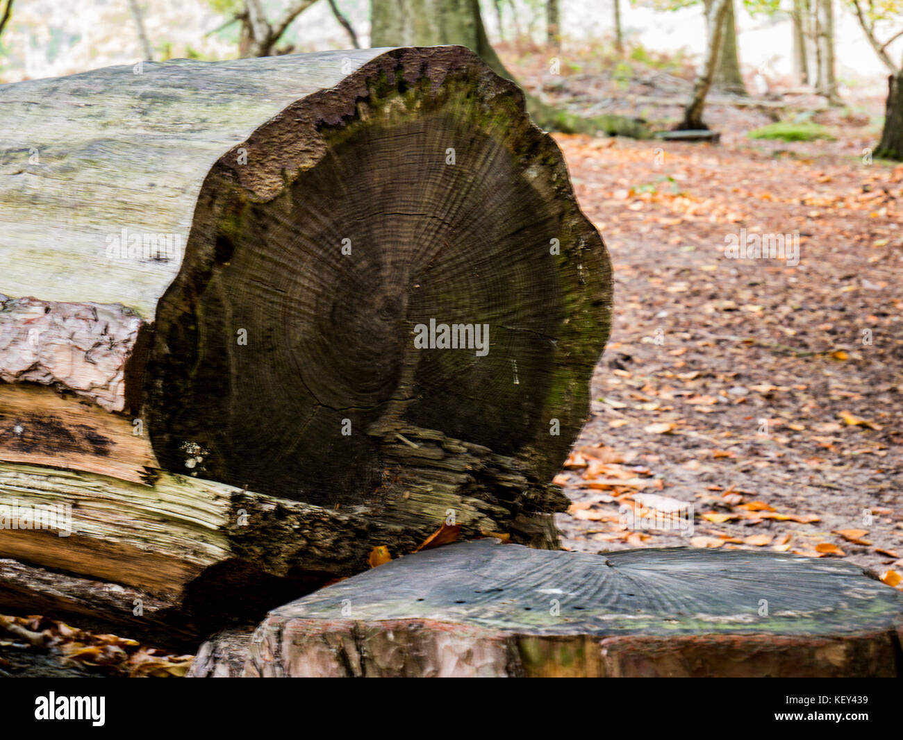 Fell tree, Hothfield Common nature reserve, Ashford, Kent Stock Photo ...