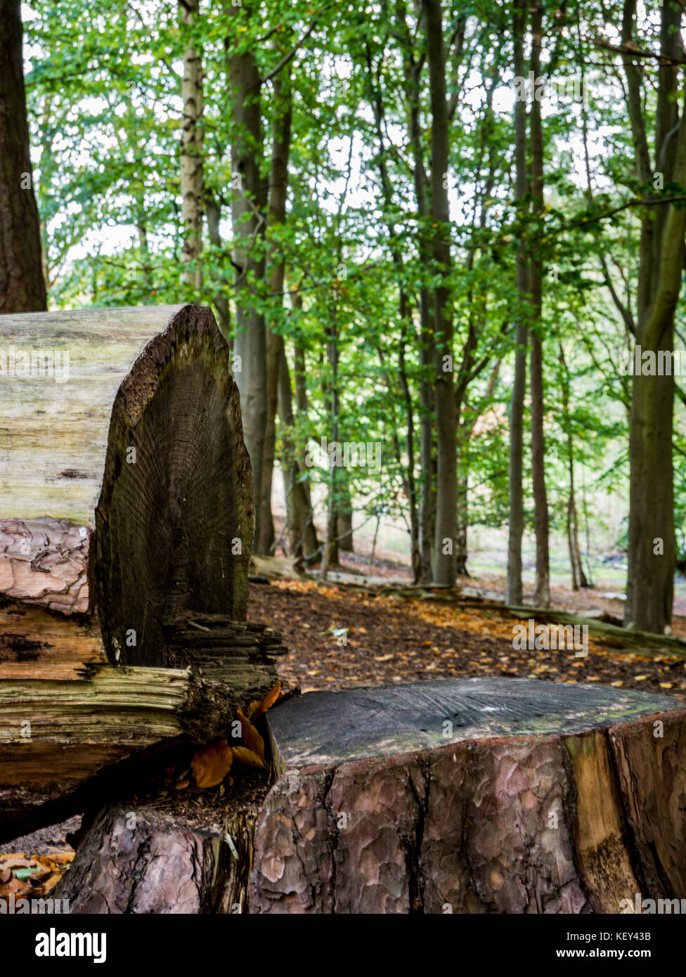 Hothfield common nature reserve hi-res stock photography and images - Alamy