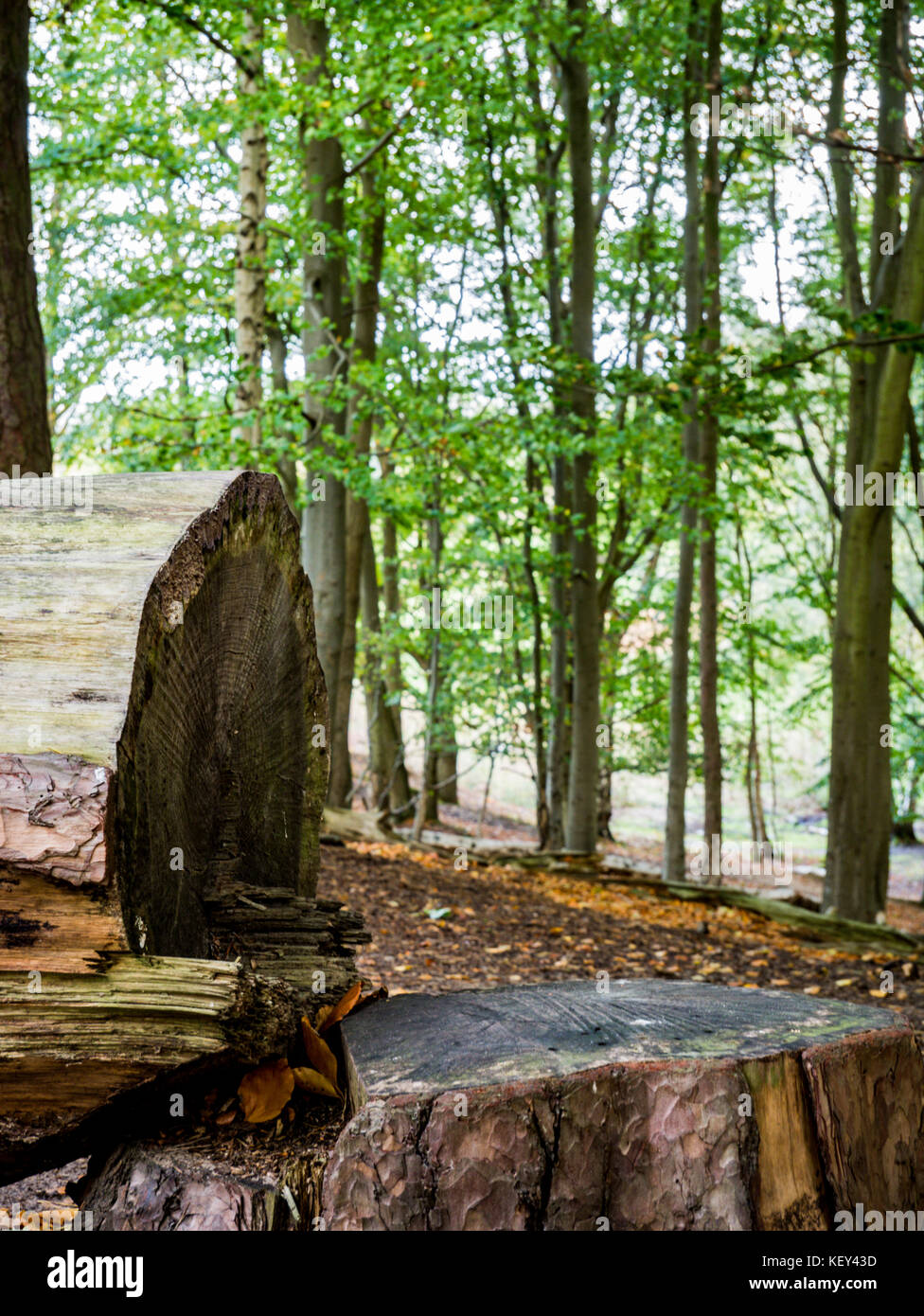 Hothfield common nature reserve hi-res stock photography and images - Alamy