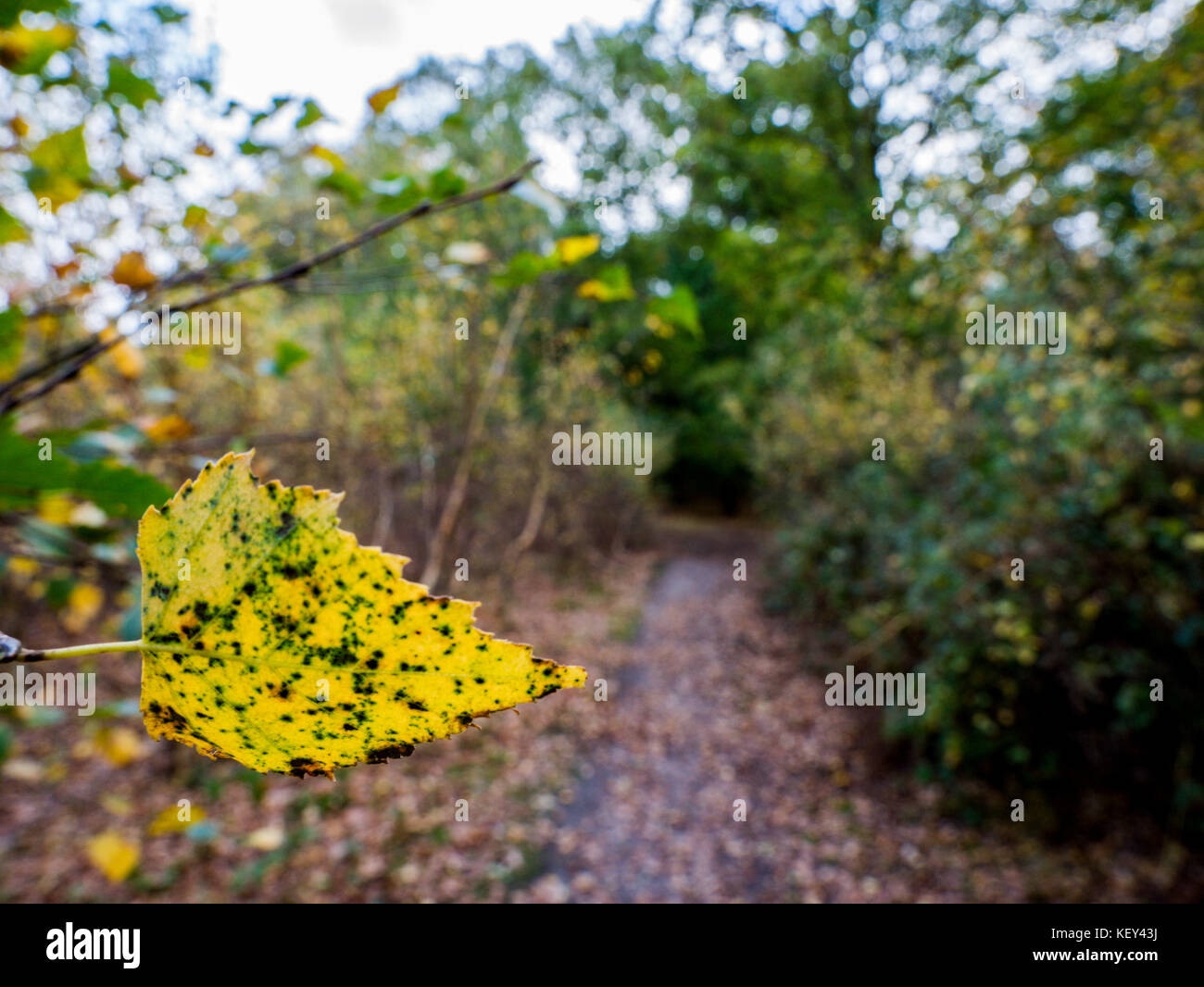 Hothfield Common High Resolution Stock Photography and Images - Alamy