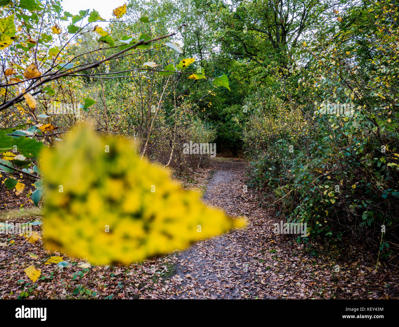 Woodland walk, Hothfield Common nature reserve, Ashford, Kent Stock ...