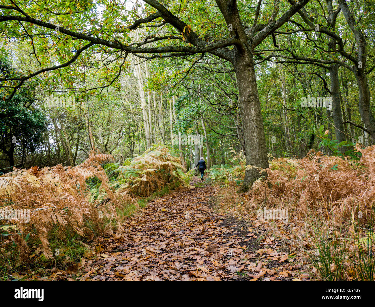 Hothfield common hi-res stock photography and images - Alamy