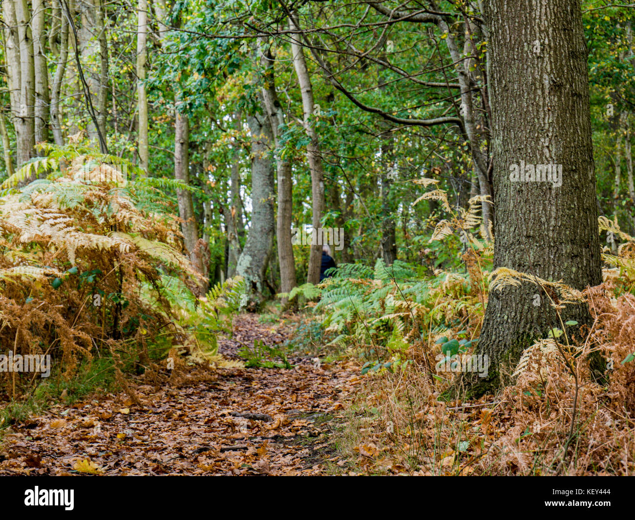 Woodland walk, Hothfield Common nature reserve, Ashford, Kent Stock ...
