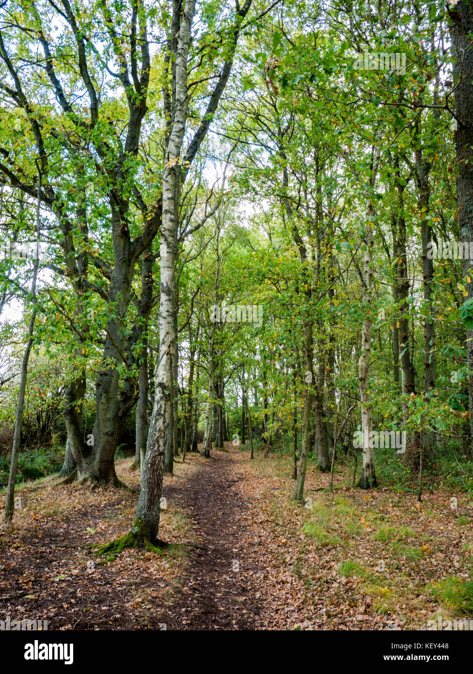 Hothfield common nature reserve hi-res stock photography and images - Alamy
