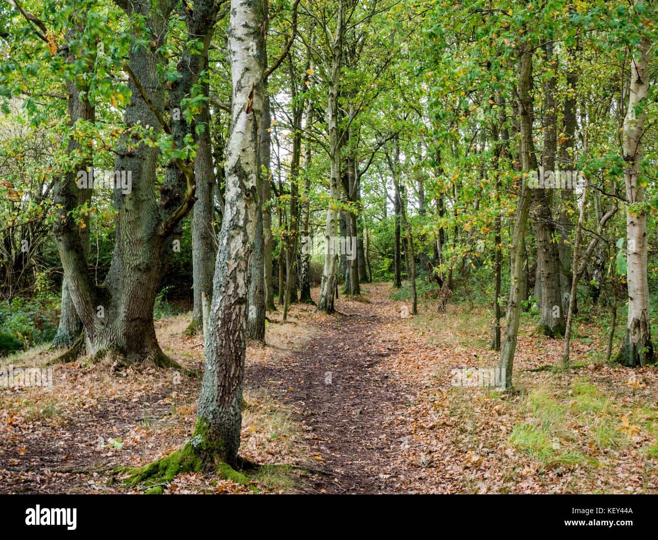 Woodland walk, Hothfield Common nature reserve, Ashford, Kent Stock ...