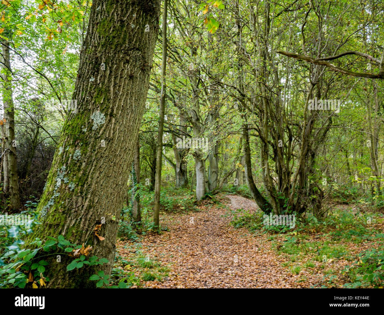Woodland walk, Hothfield Common nature reserve, Ashford, Kent Stock ...