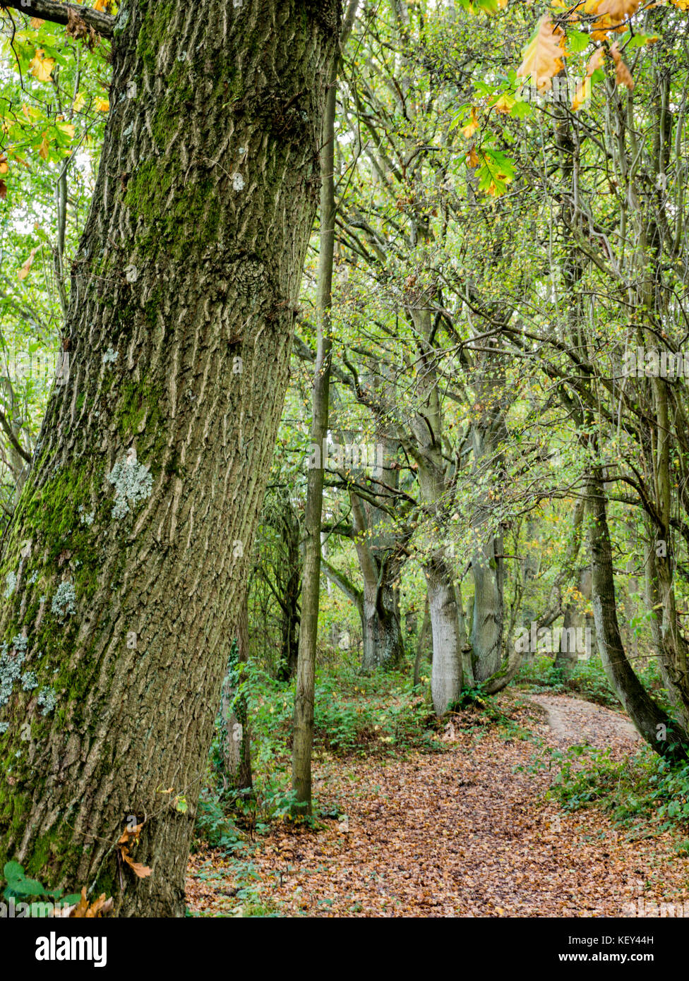 Woodland walk, Hothfield Common nature reserve, Ashford, Kent Stock ...