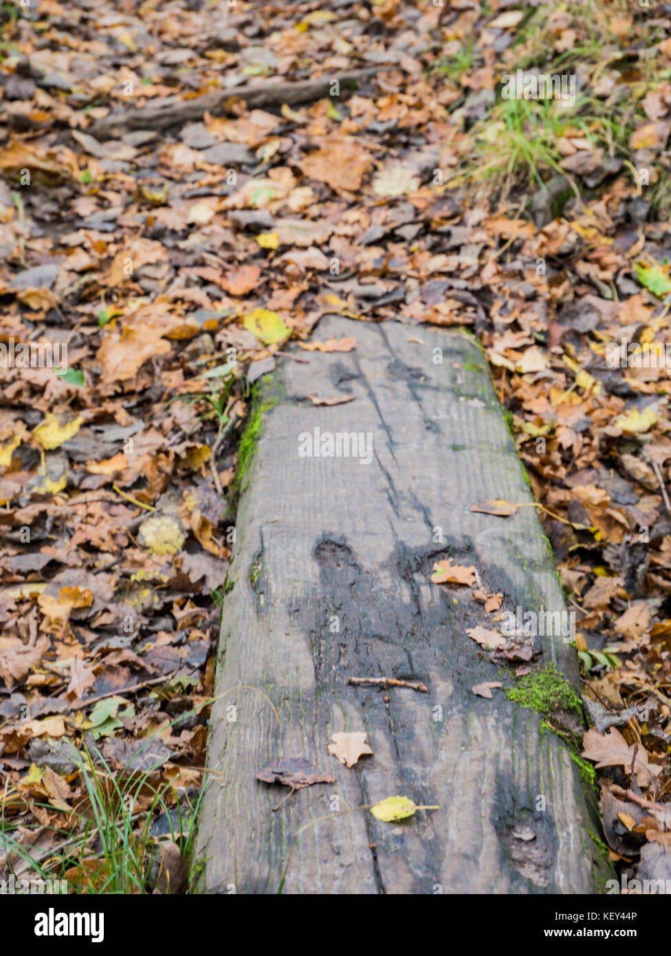 Woodland walk, Hothfield Common nature reserve, Ashford, Kent Stock ...