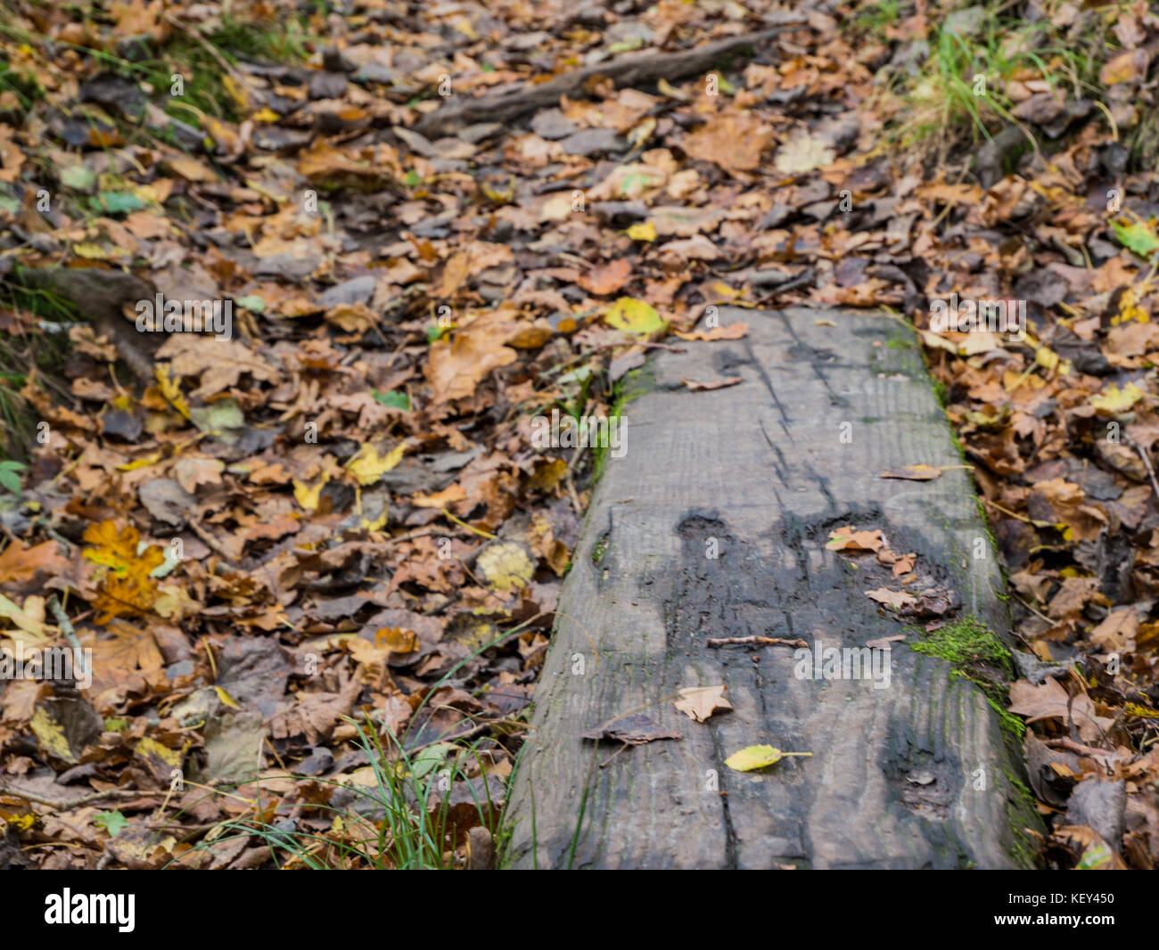 Woodland walk, Hothfield Common nature reserve, Ashford, Kent Stock ...