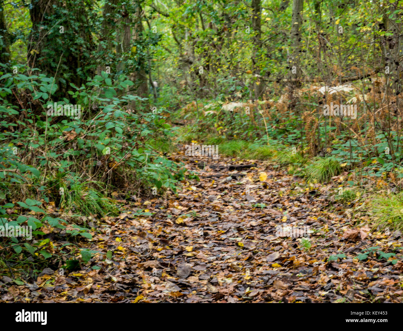 Woodland walk, Hothfield Common nature reserve, Ashford, Kent Stock ...