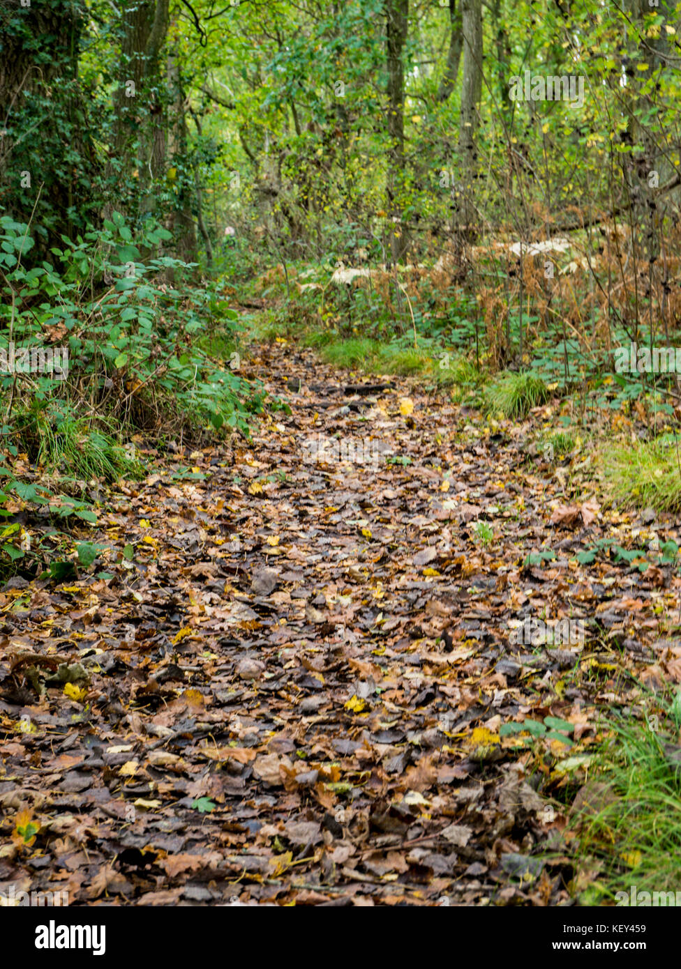 Woodland walk, Hothfield Common nature reserve, Ashford, Kent Stock ...