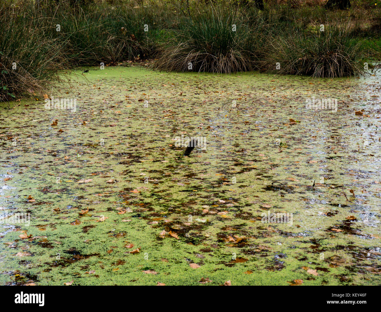 Hothfield common nature reserve hi-res stock photography and images - Alamy