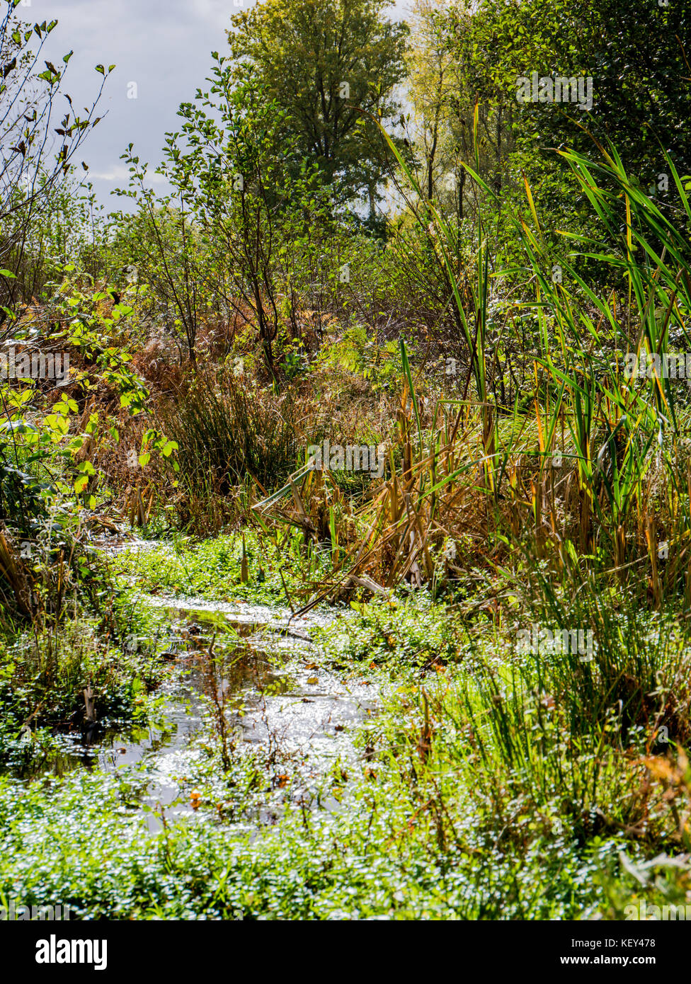 Boggy land, Hothfield Common nature reserve, Ashford, Kent Stock Photo ...