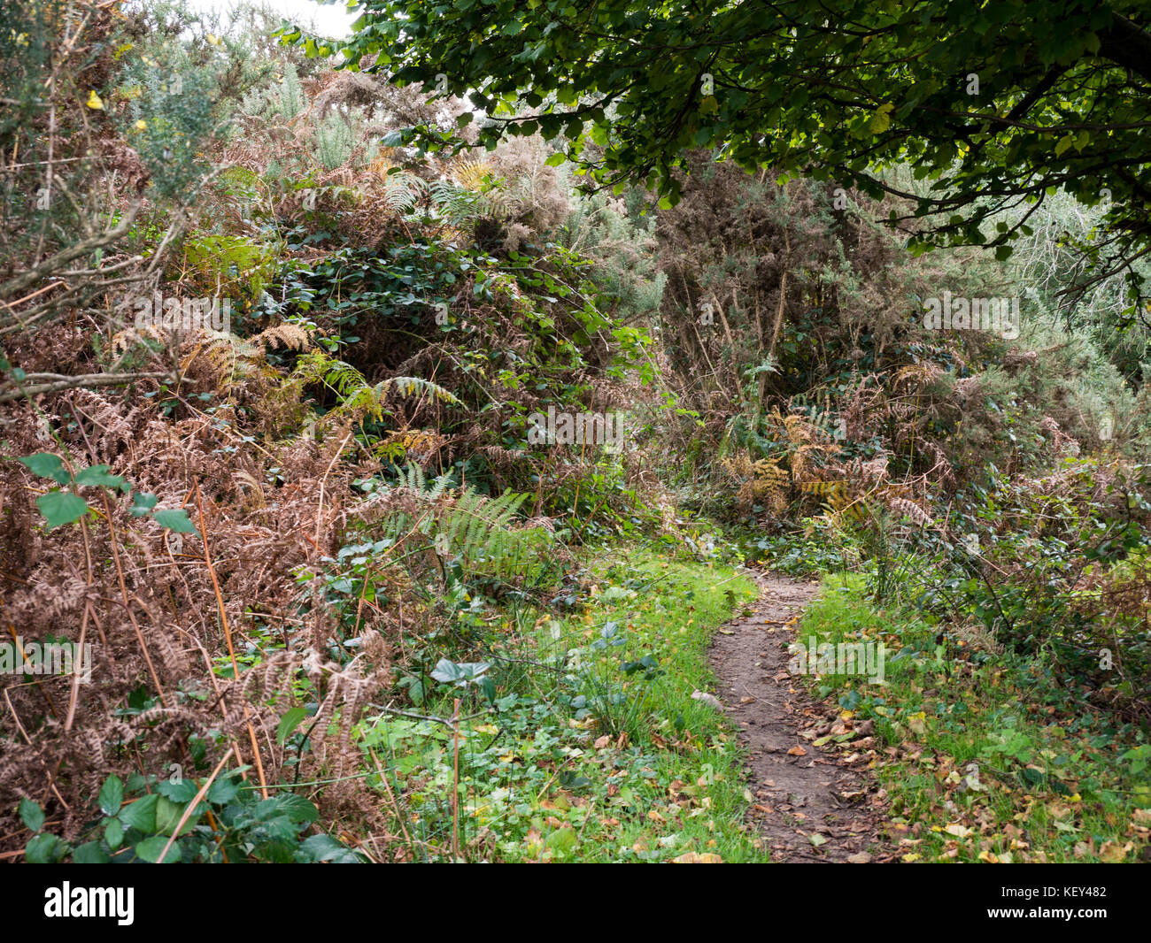 Woodland walk, Hothfield Common nature reserve, Ashford, Kent Stock ...