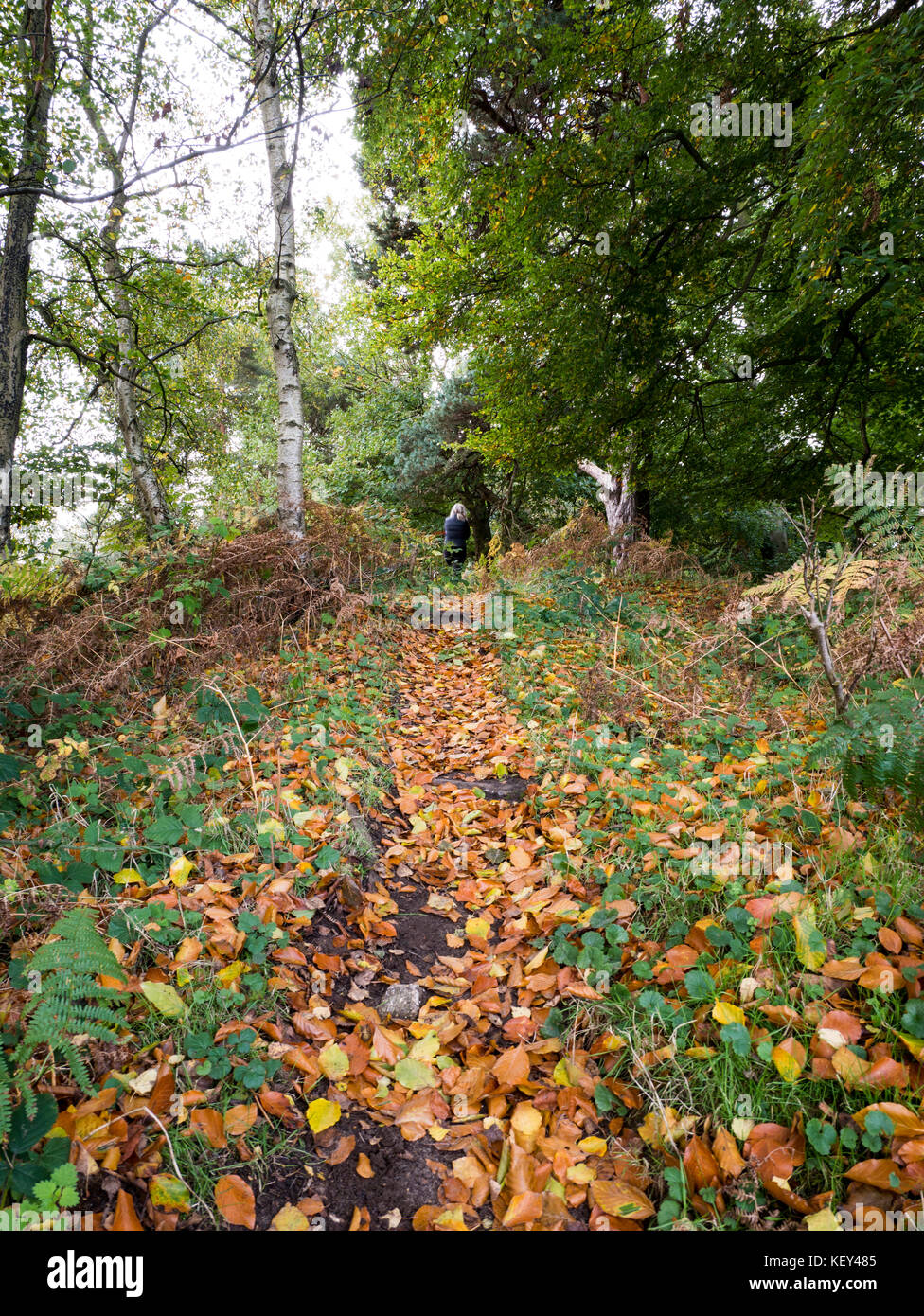Woodland walk, Hothfield Common nature reserve, Ashford, Kent Stock ...