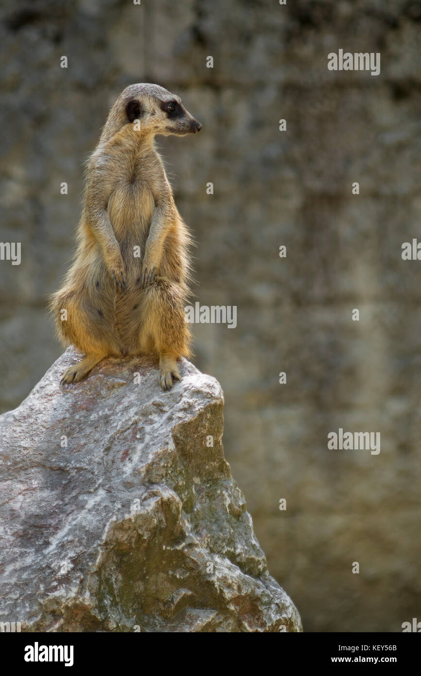 Suricate standing guard on rock in zoo Stock Photo - Alamy
