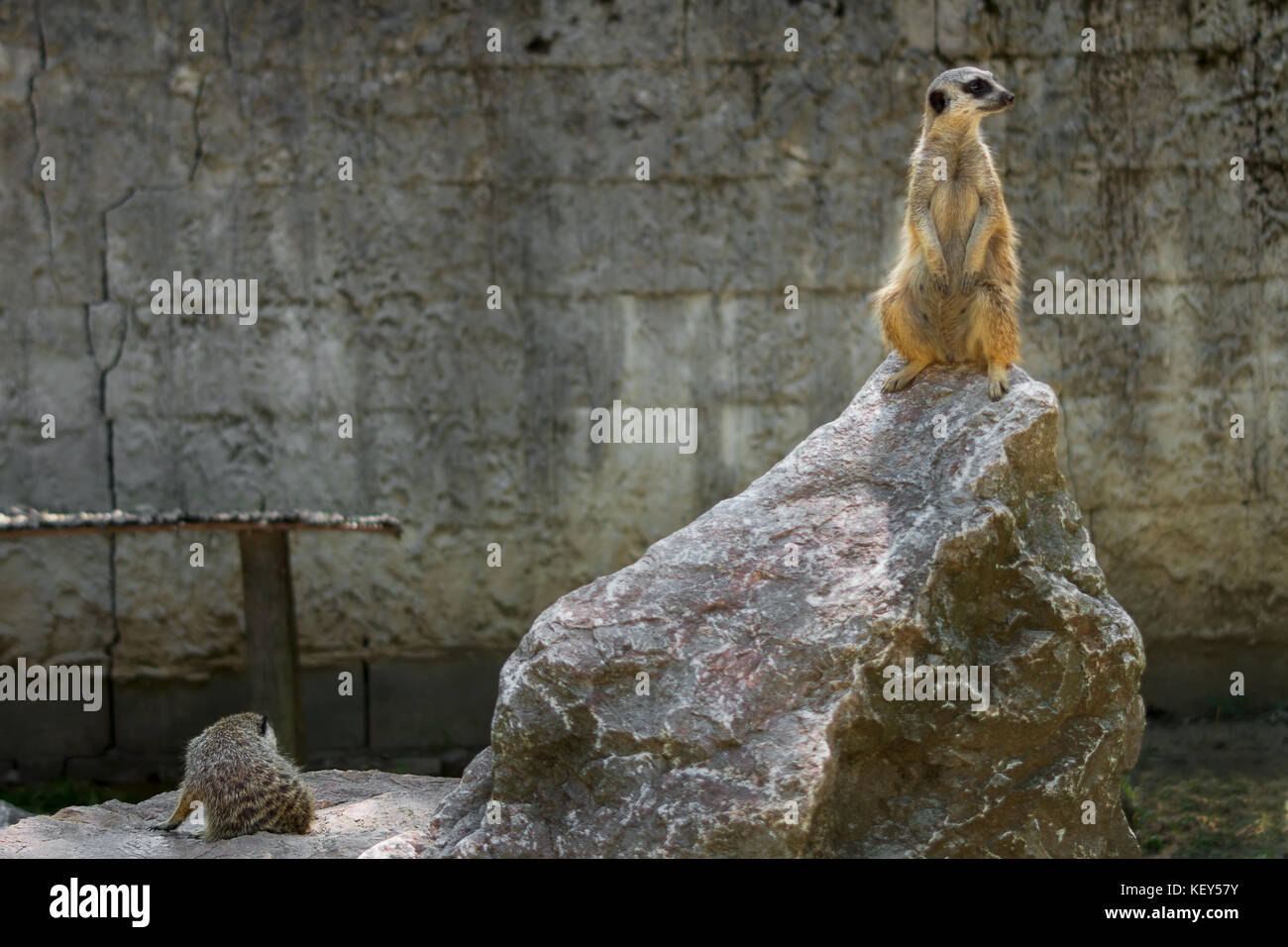 Suricate standing guard over baby suricate on rock in zoo Stock Photo ...