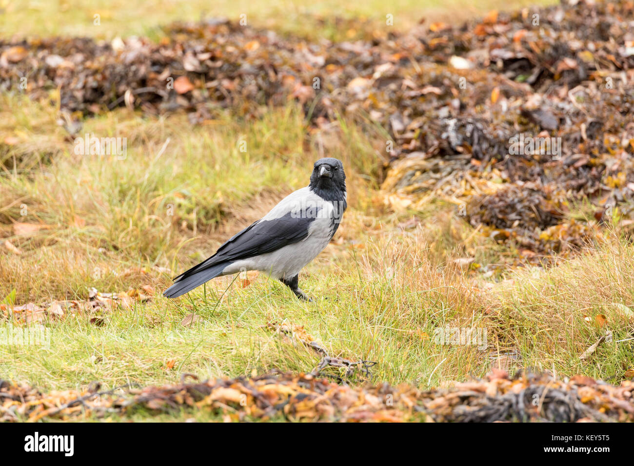 Close up hooded crow Stock Photo - Alamy