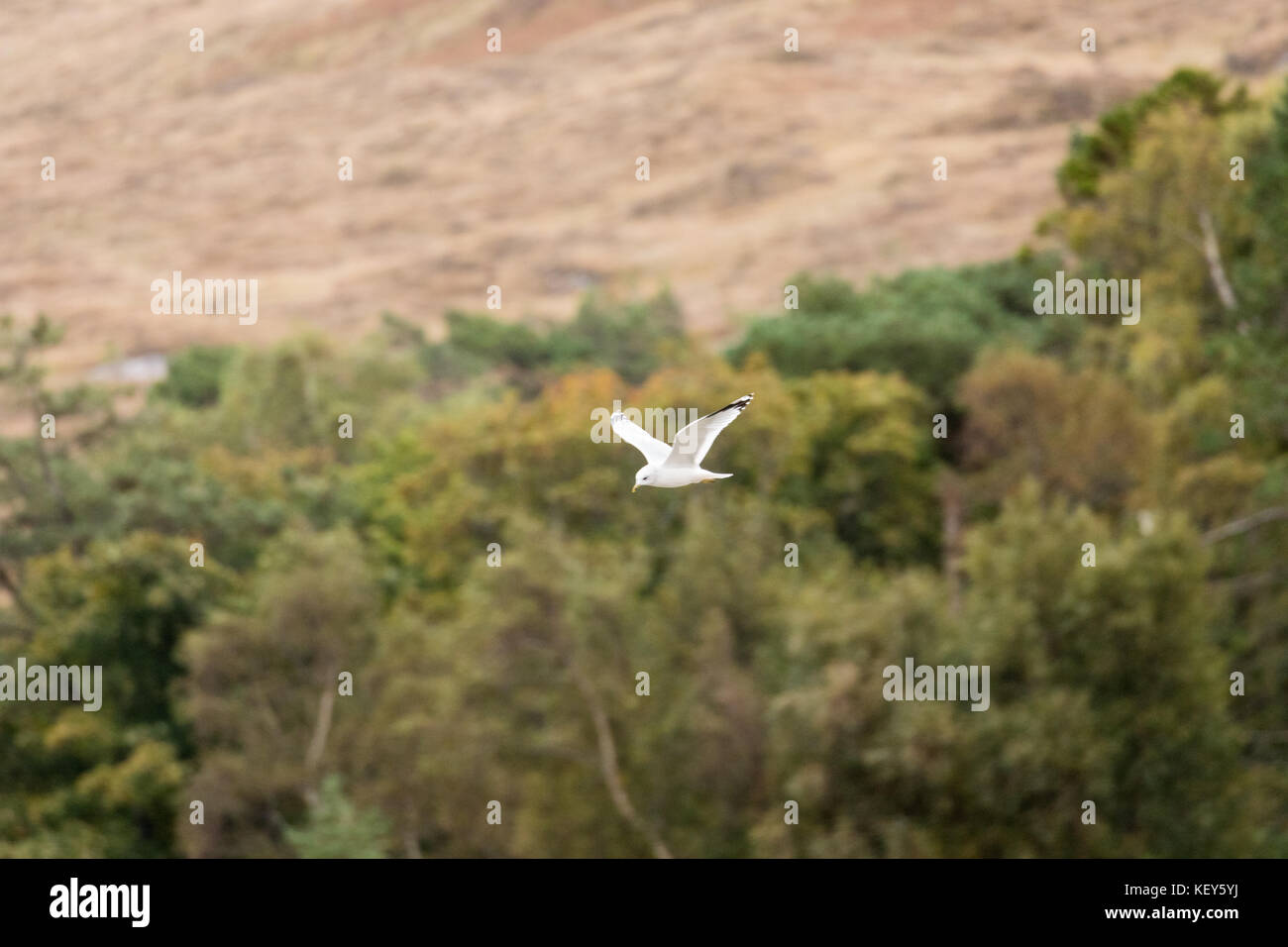 Common Gull in flight Stock Photo - Alamy