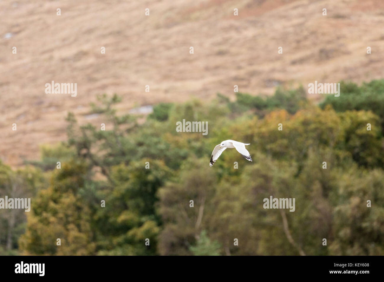 Common Gull in flight Stock Photo - Alamy