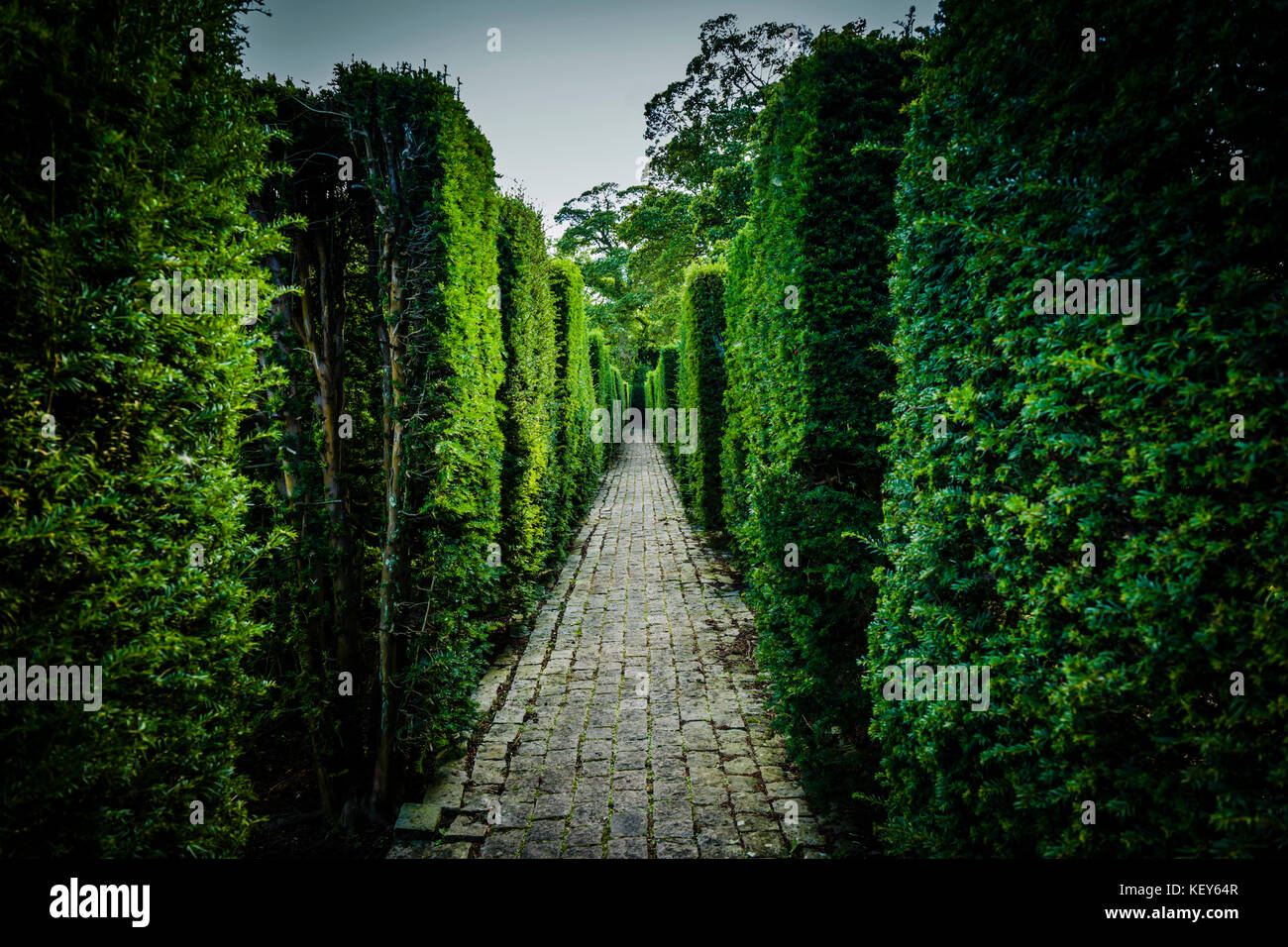 Hedge Maze High Resolution Stock Photography and Images - Alamy