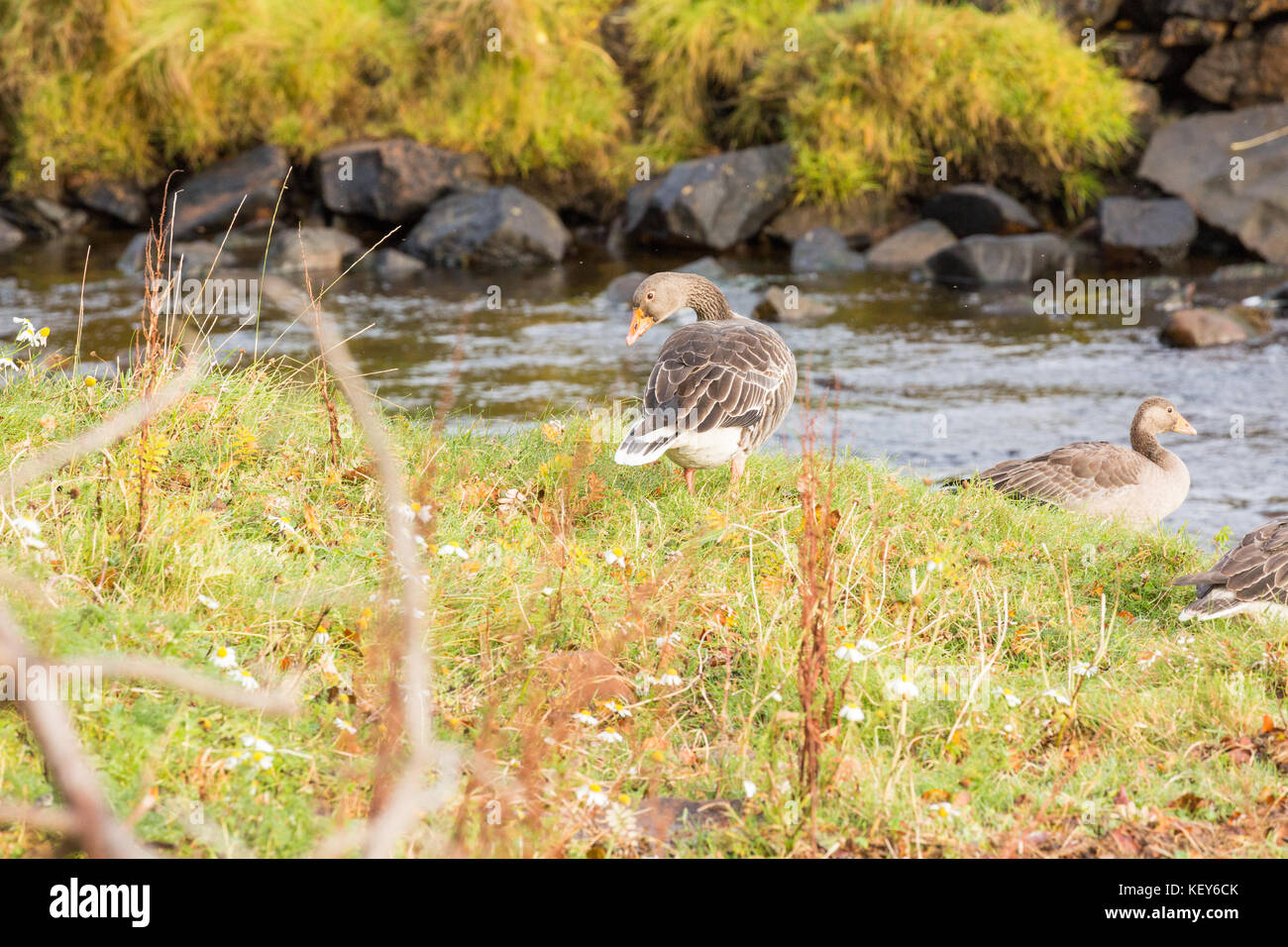 Graylag gooses hi-res stock photography and images - Alamy