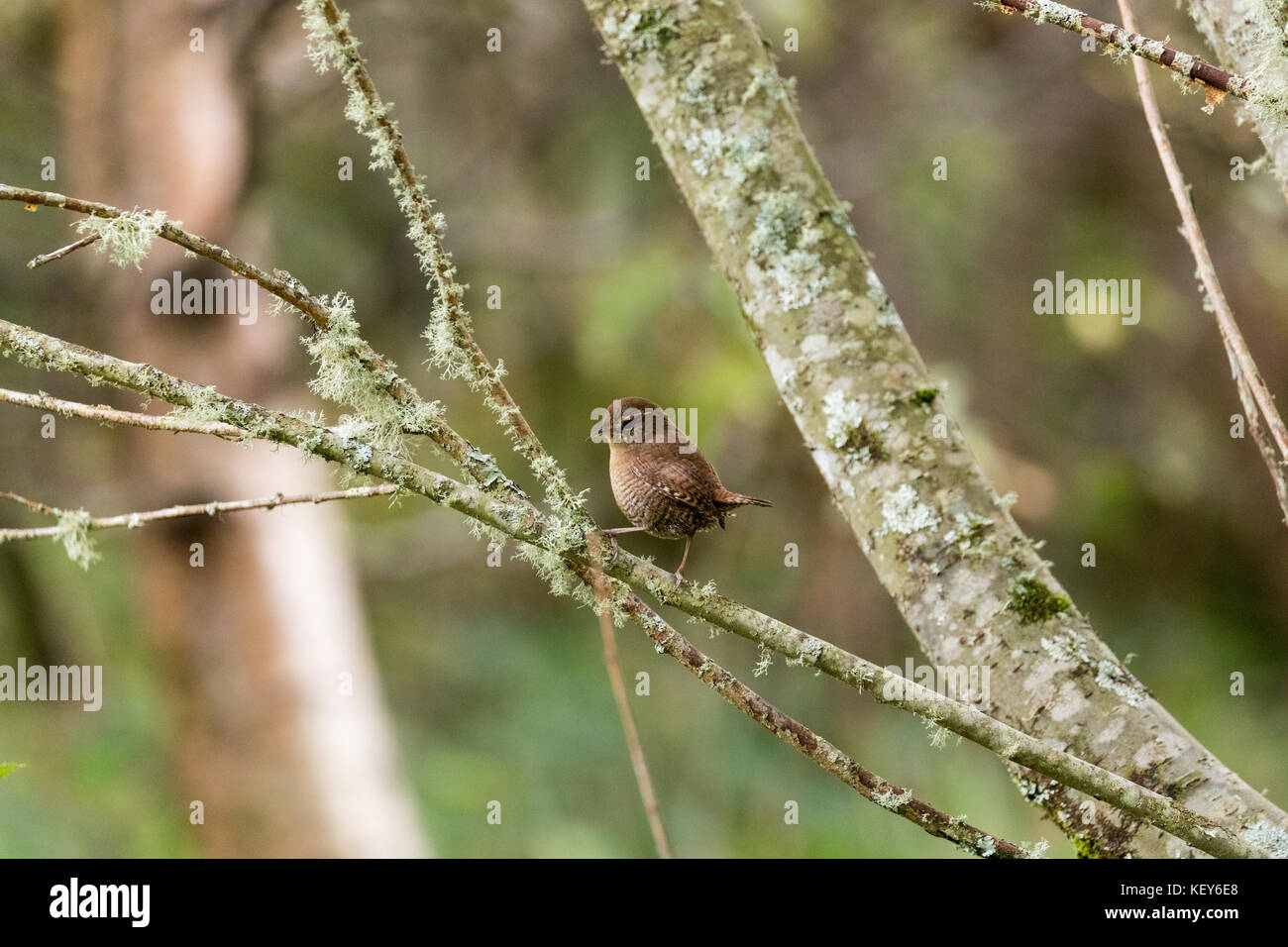Songbird photos hi-res stock photography and images - Alamy