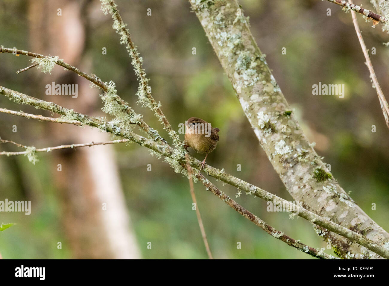 Wren perching on a branch Stock Photo - Alamy