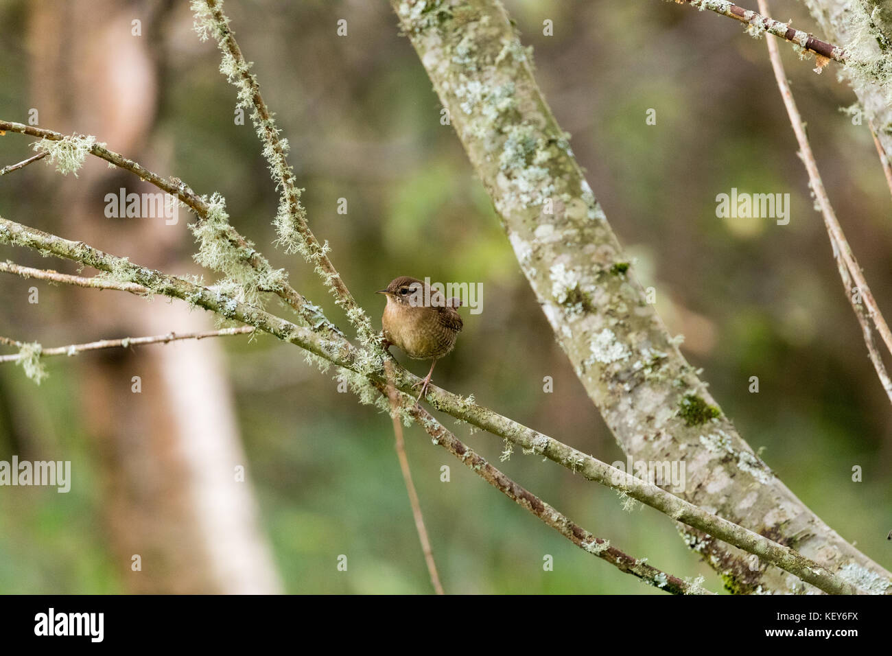 Little wren on bird hi-res stock photography and images - Alamy