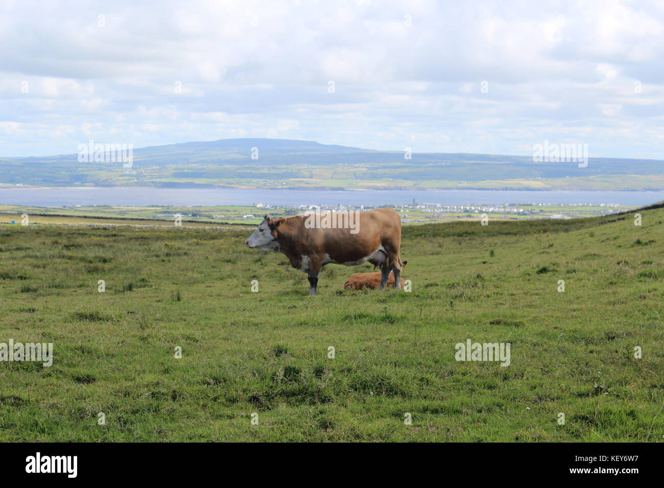 Farm animals cows hi-res stock photography and images - Alamy
