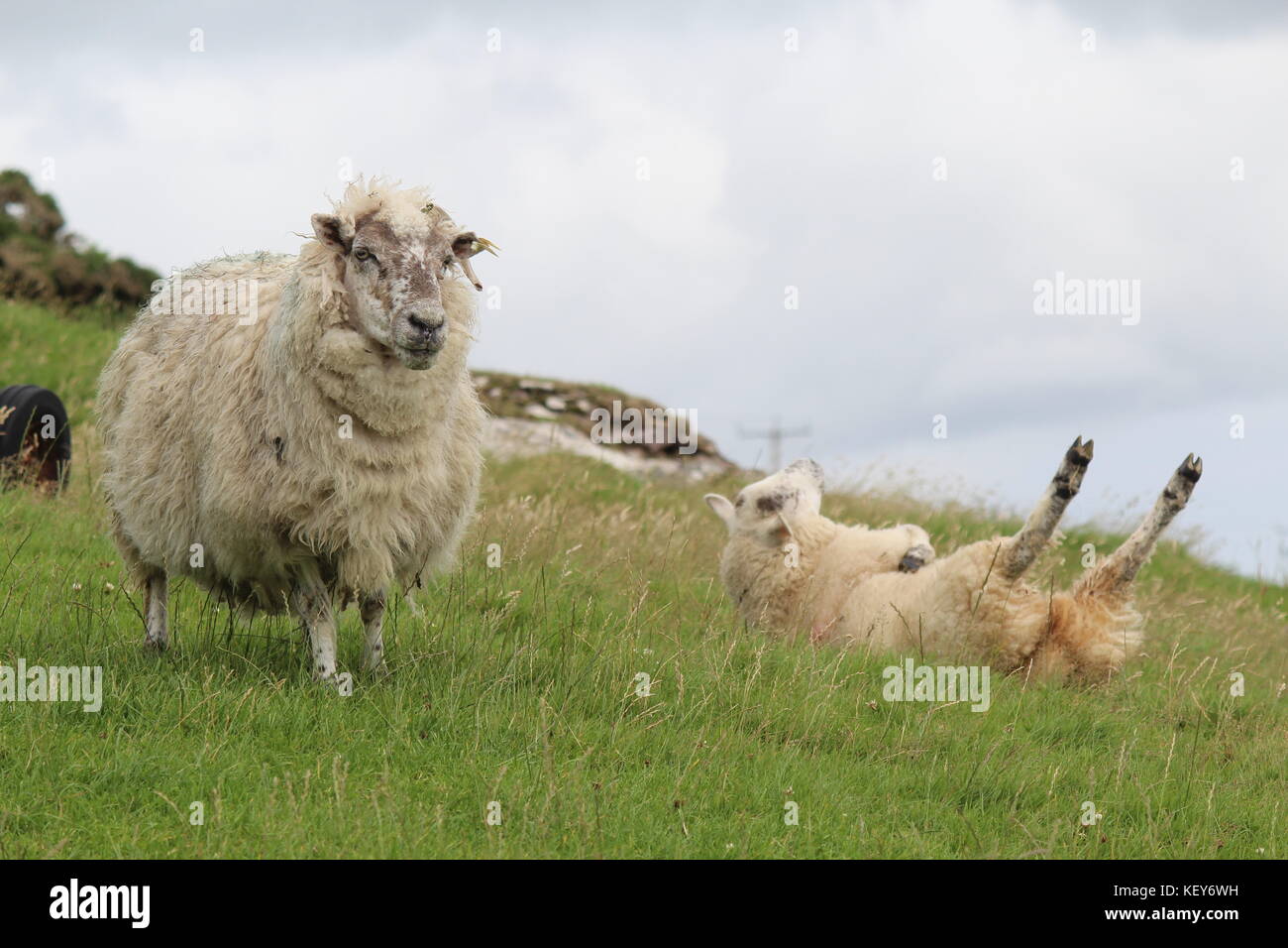 Confused cow hi-res stock photography and images - Alamy