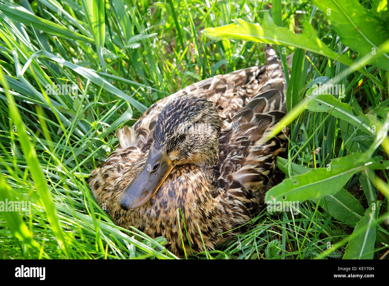 A wild gray duck hides among the grass of the lake Stock Photo - Alamy