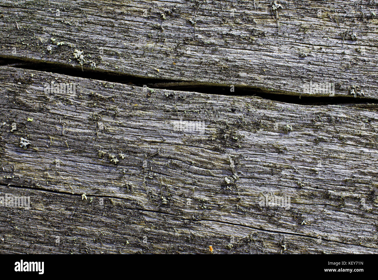 The dry surface of the old crumbling pine tree trunk as the background ...