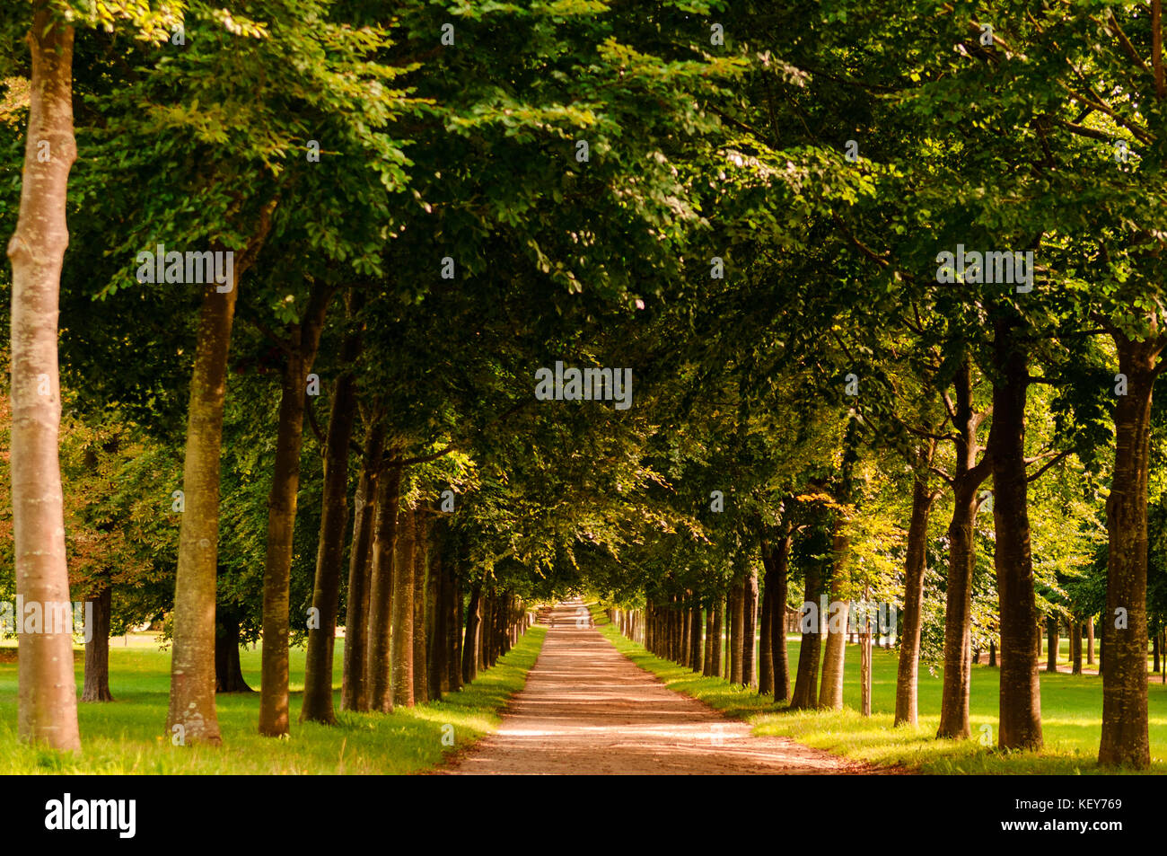 Tree lined country path in Versailles, France, during the summer, warm ...