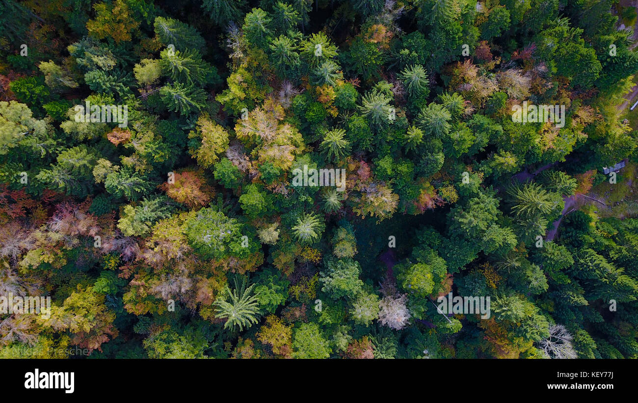 Forest in fall from above Stock Photo - Alamy