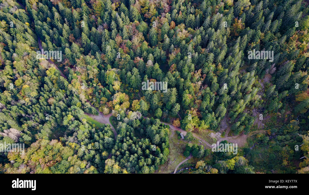 Forest in fall from above Stock Photo - Alamy