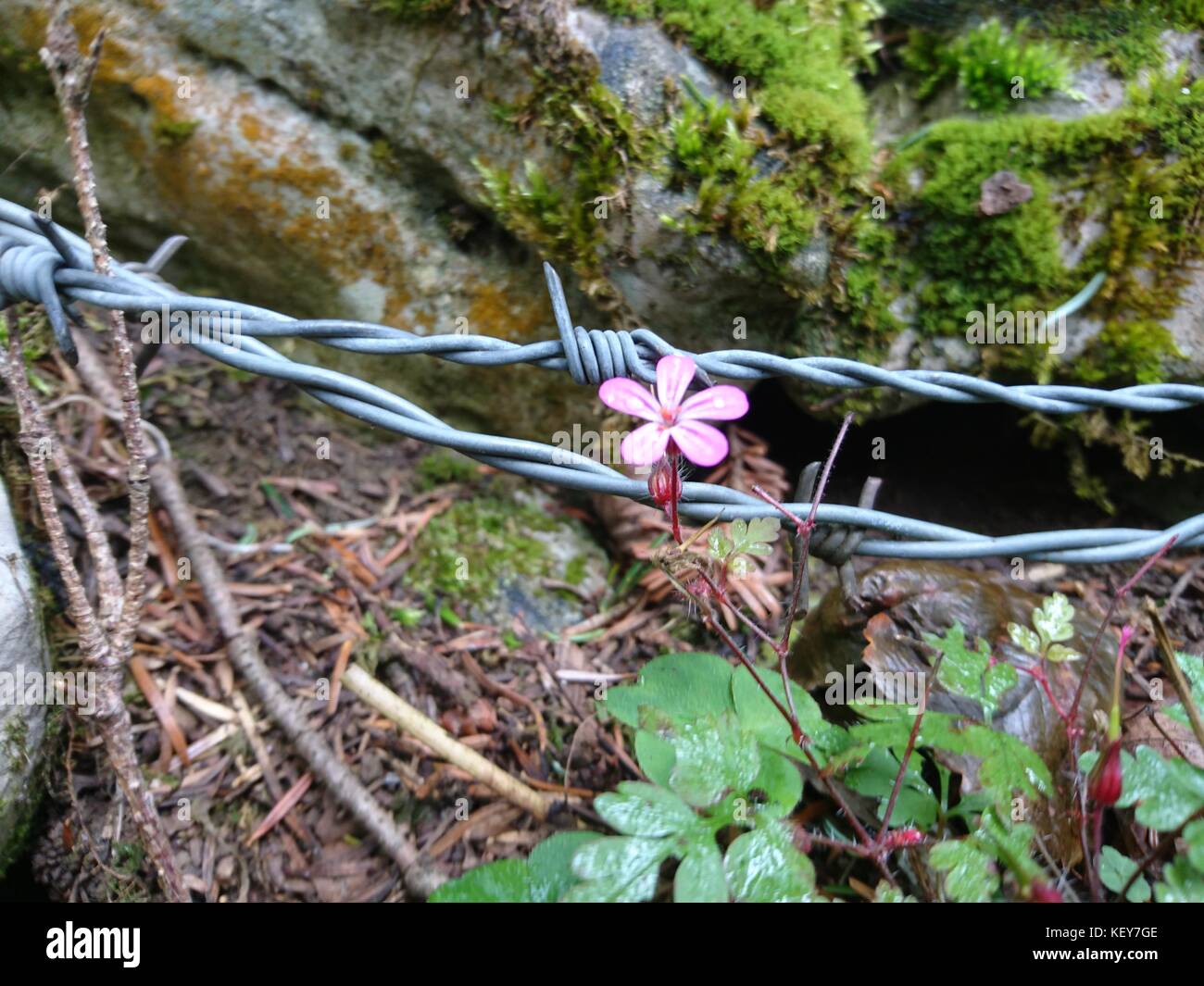 Rock peace sign hi-res stock photography and images - Alamy