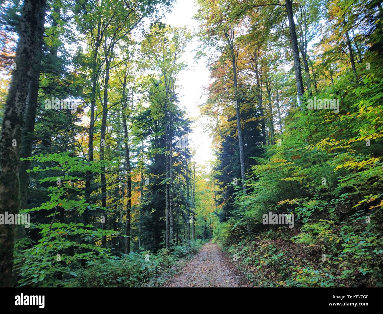 Path through the forest in fall Stock Photo - Alamy