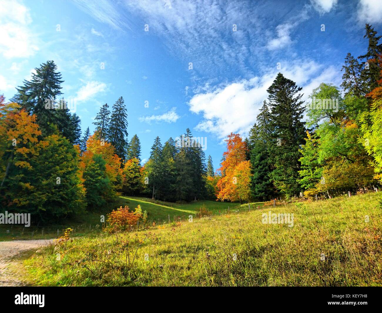 Sone forest hi-res stock photography and images - Alamy
