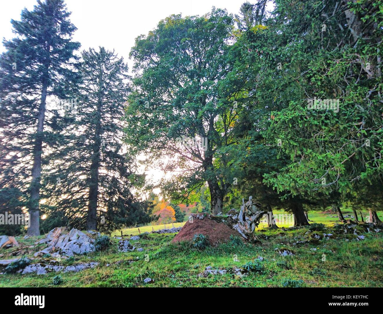 Swiss colony hi-res stock photography and images - Alamy