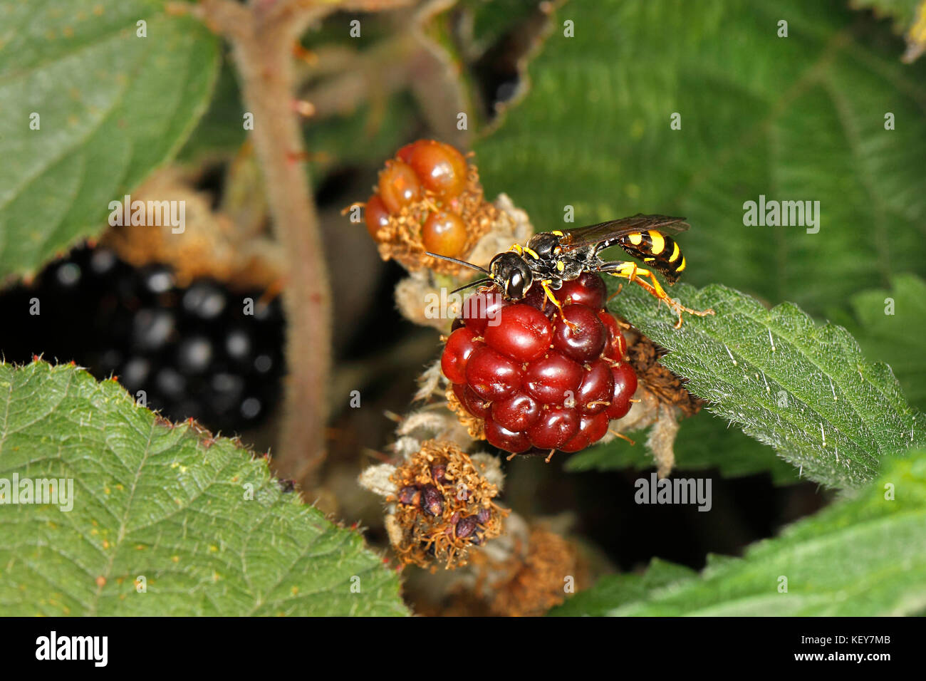 Field Digger Wasp (Mellinus arvensis) resting on Bramble (Rubus ...