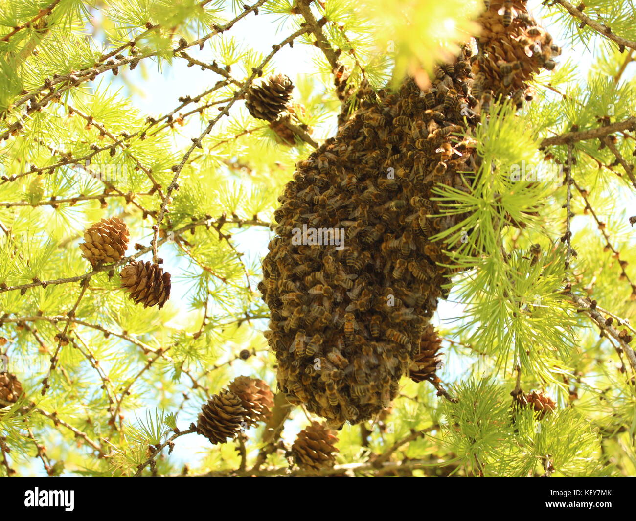 Swiss bee hive hi-res stock photography and images - Alamy