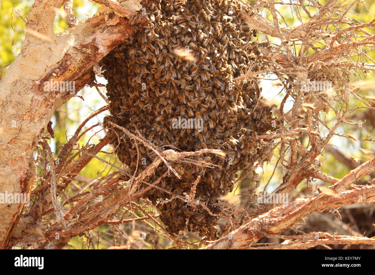 Swiss bee hive hi-res stock photography and images - Alamy