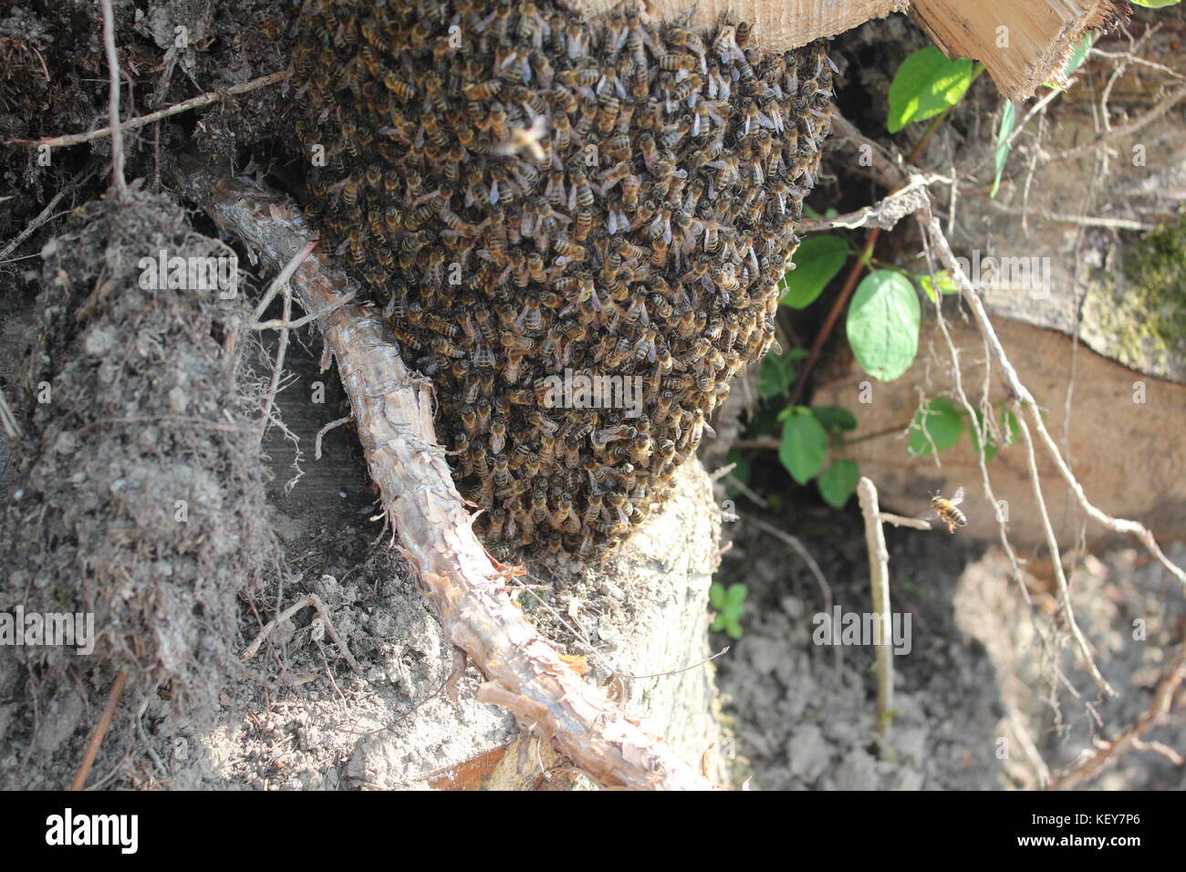 Bee beetles hi-res stock photography and images - Alamy