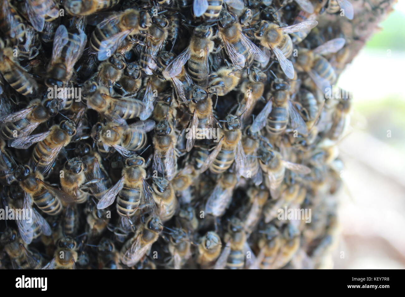 Swiss bee hive hi-res stock photography and images - Alamy
