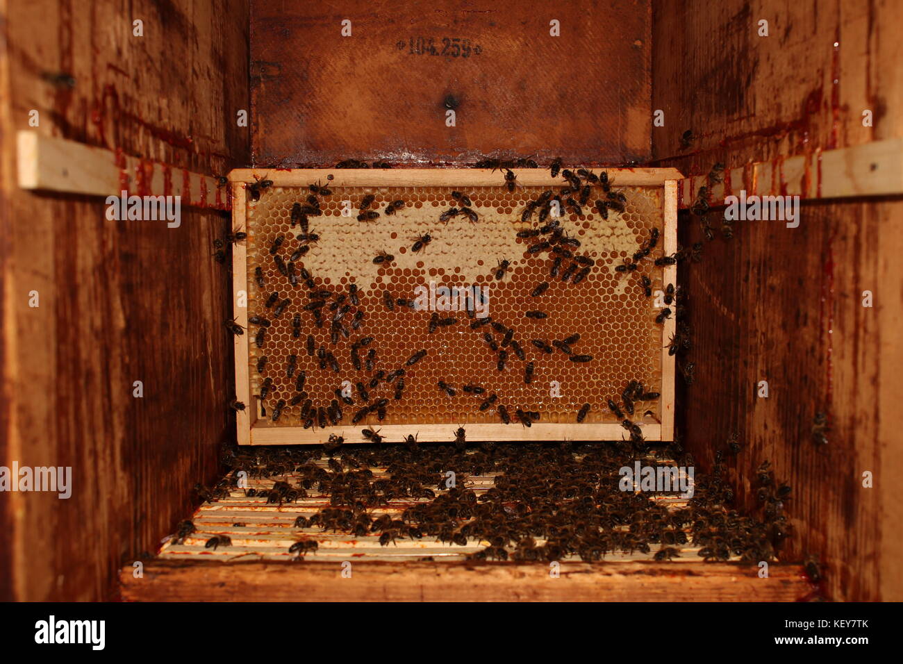 Honey comb in a hive Stock Photo - Alamy